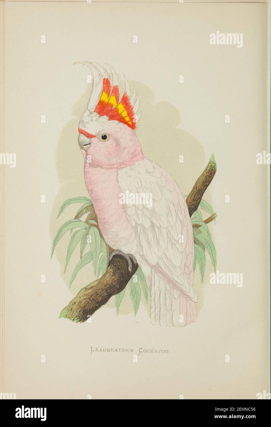 Parrots in captivity (Vol. 1. PL. 03) Leadbeater's Cockatoo Stock Photo ...