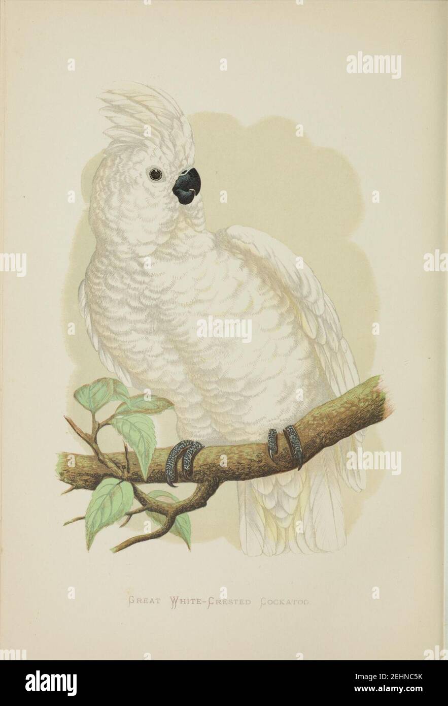 Parrots in captivity (Vol. 1. PL. 02) Great White-Crested Cockatoo ...