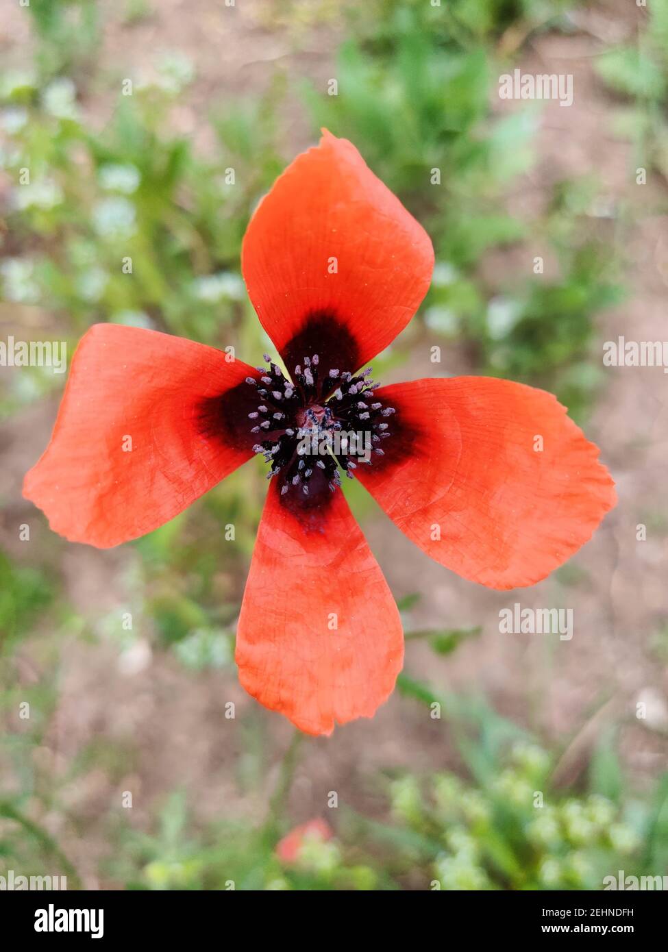 Closeup of the beautifully blossomed red poppy flower in the garden ...