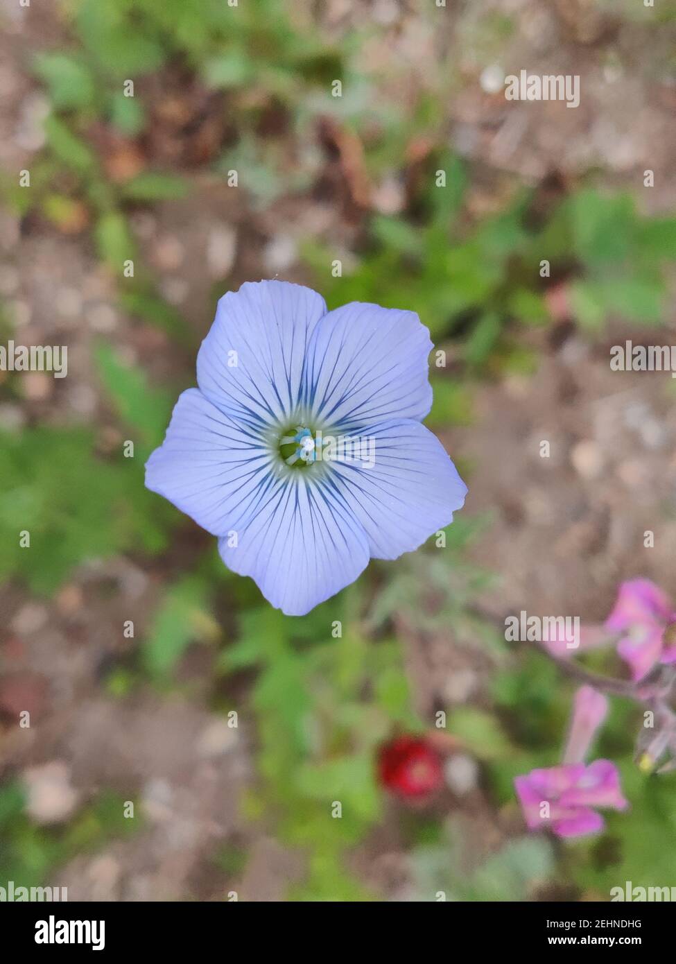 Top view of a beautifully blossomed blue flower in the garden Stock ...