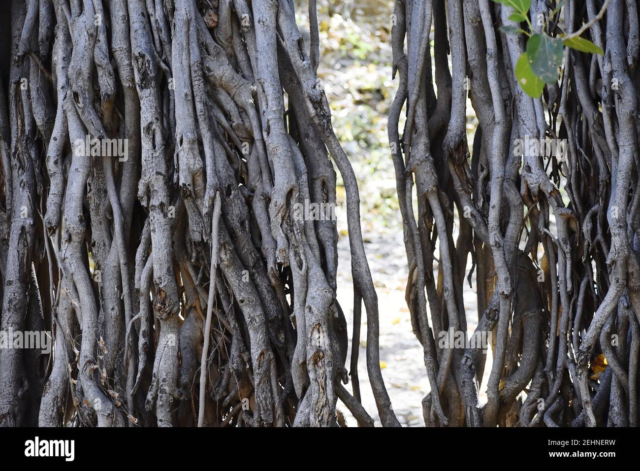 Closeup of amazing banyan tree roots Stock Photo - Alamy