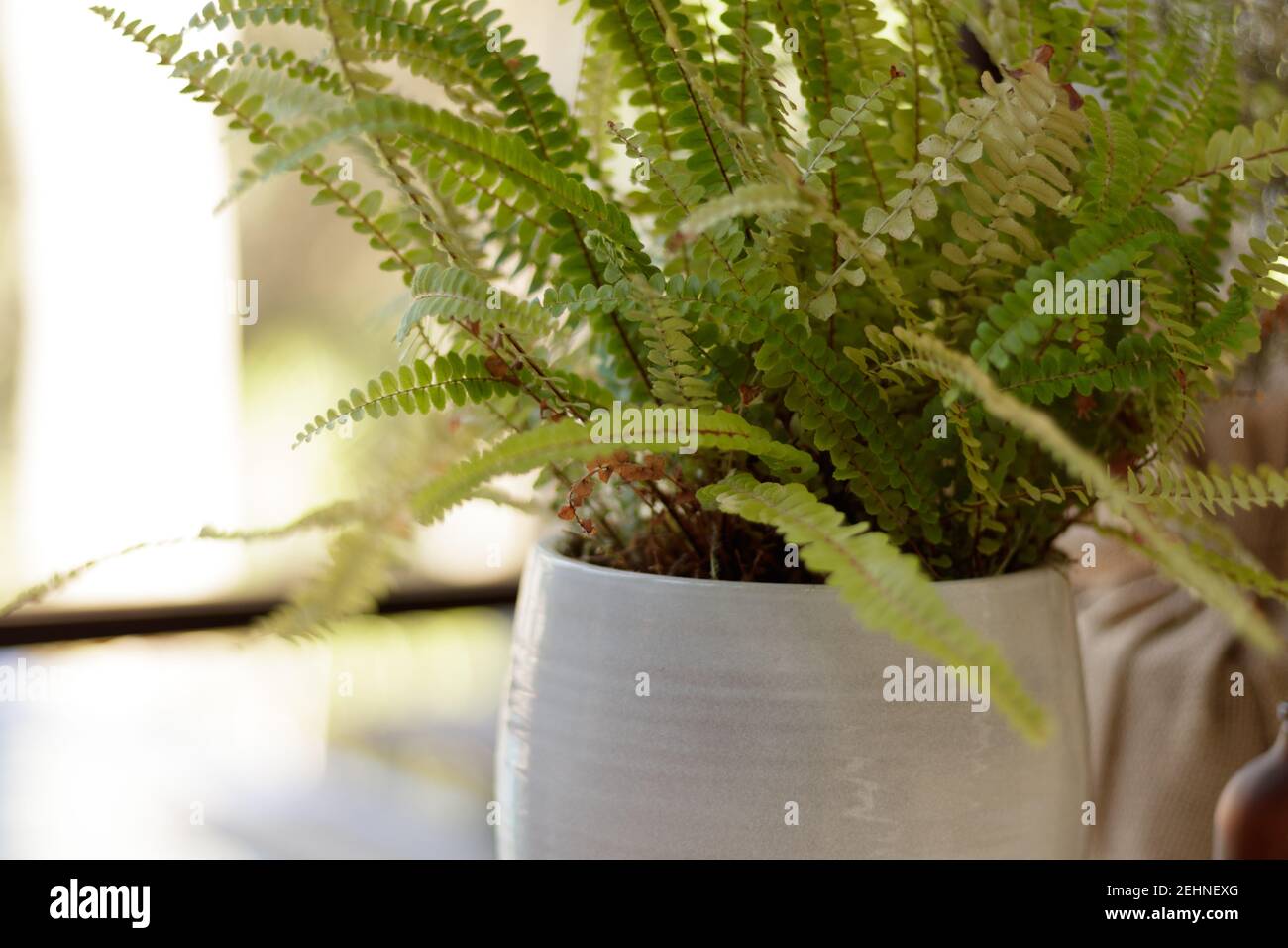 Backlit fern leaves hi-res stock photography and images - Alamy