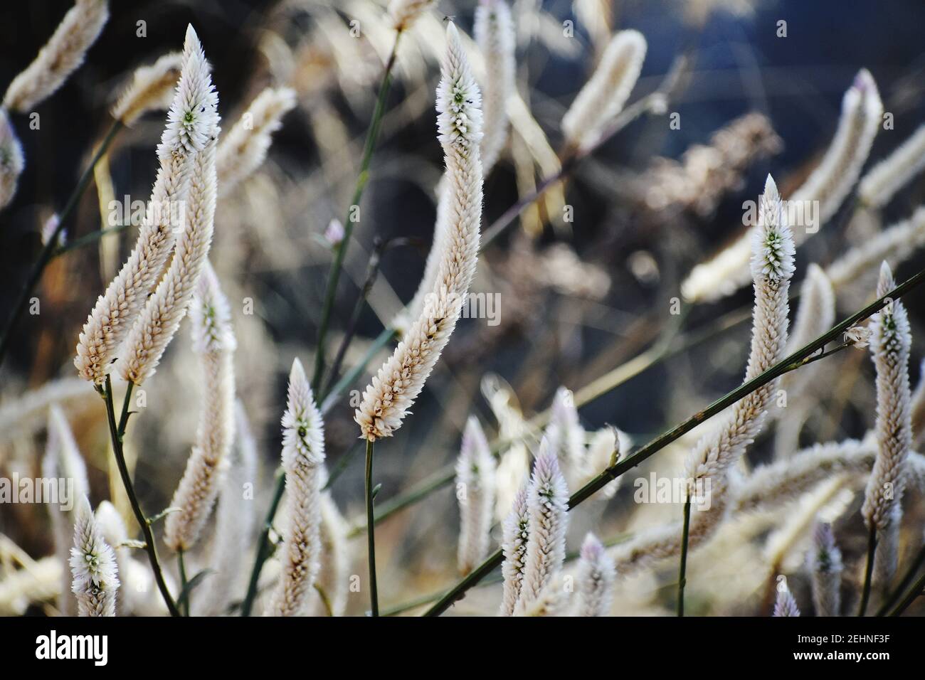 Wild foxtail shot hi-res stock photography and images - Alamy
