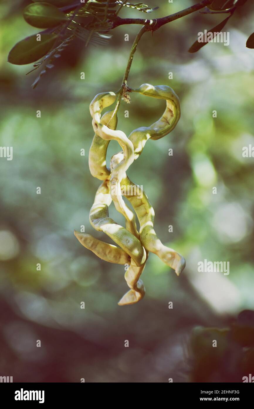 Vertical shot of acacia seed pods on a tree branch Stock Photo - Alamy