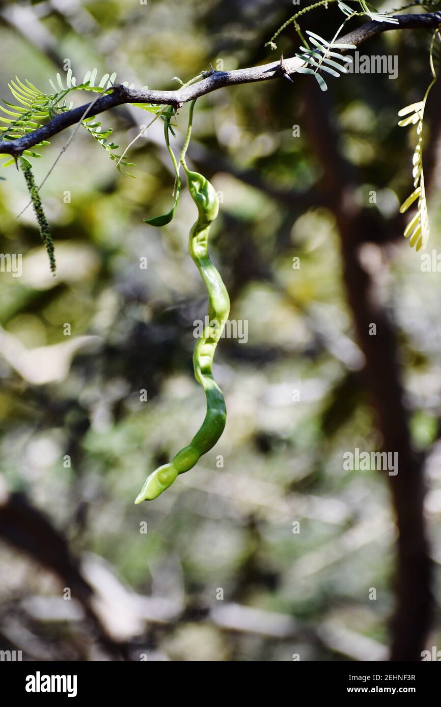 Vertical shot of acacia seed pod on a tree branch Stock Photo - Alamy