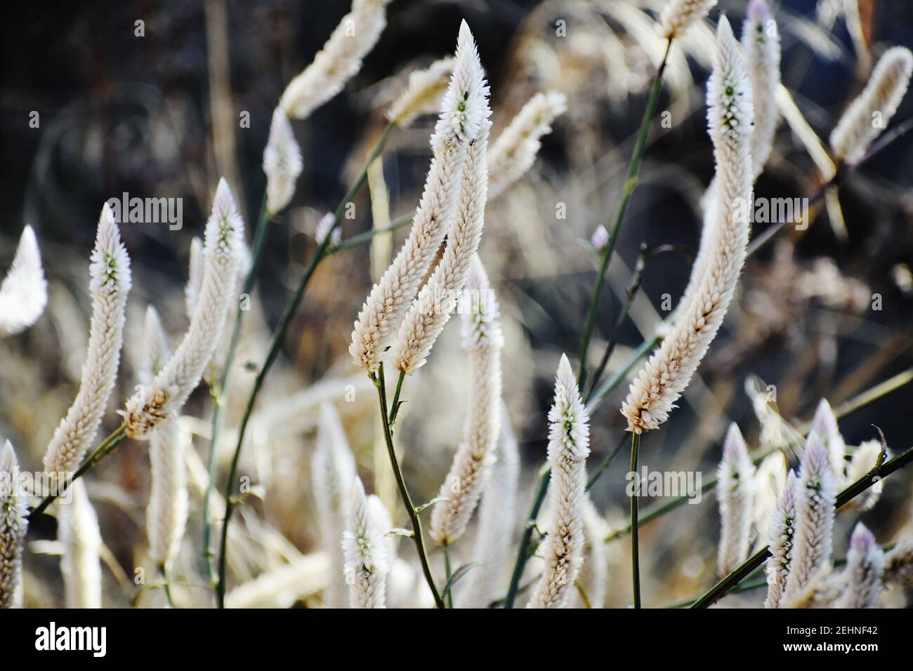 Wild foxtail shot hi-res stock photography and images - Alamy