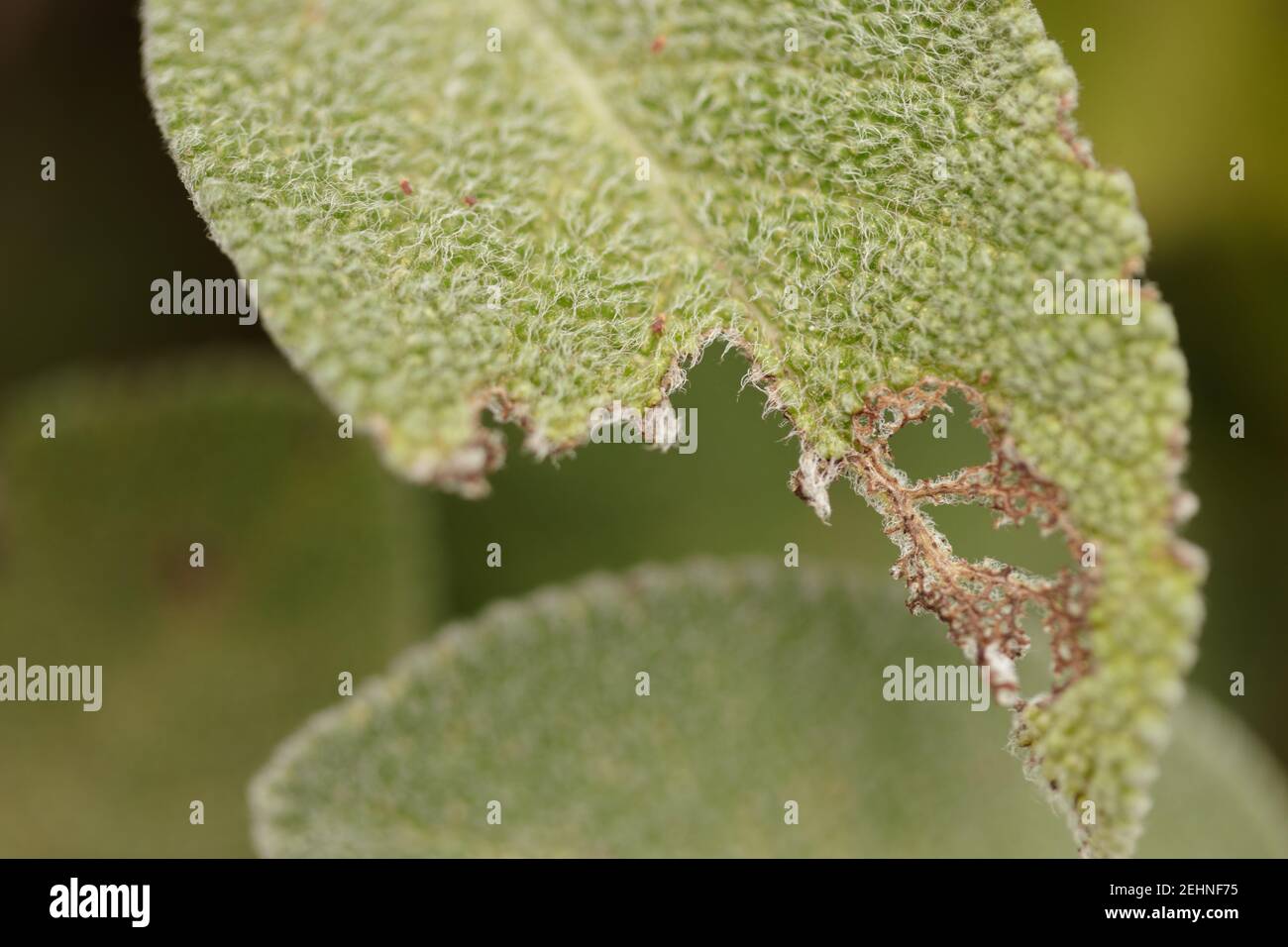 Macro photography of sage plant eaten by pests. Tiny hairs in leaf are ...
