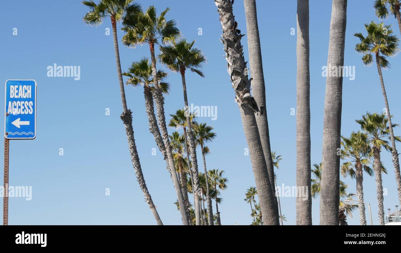 Beach sign and palms in sunny California, USA. Palm trees and seaside ...