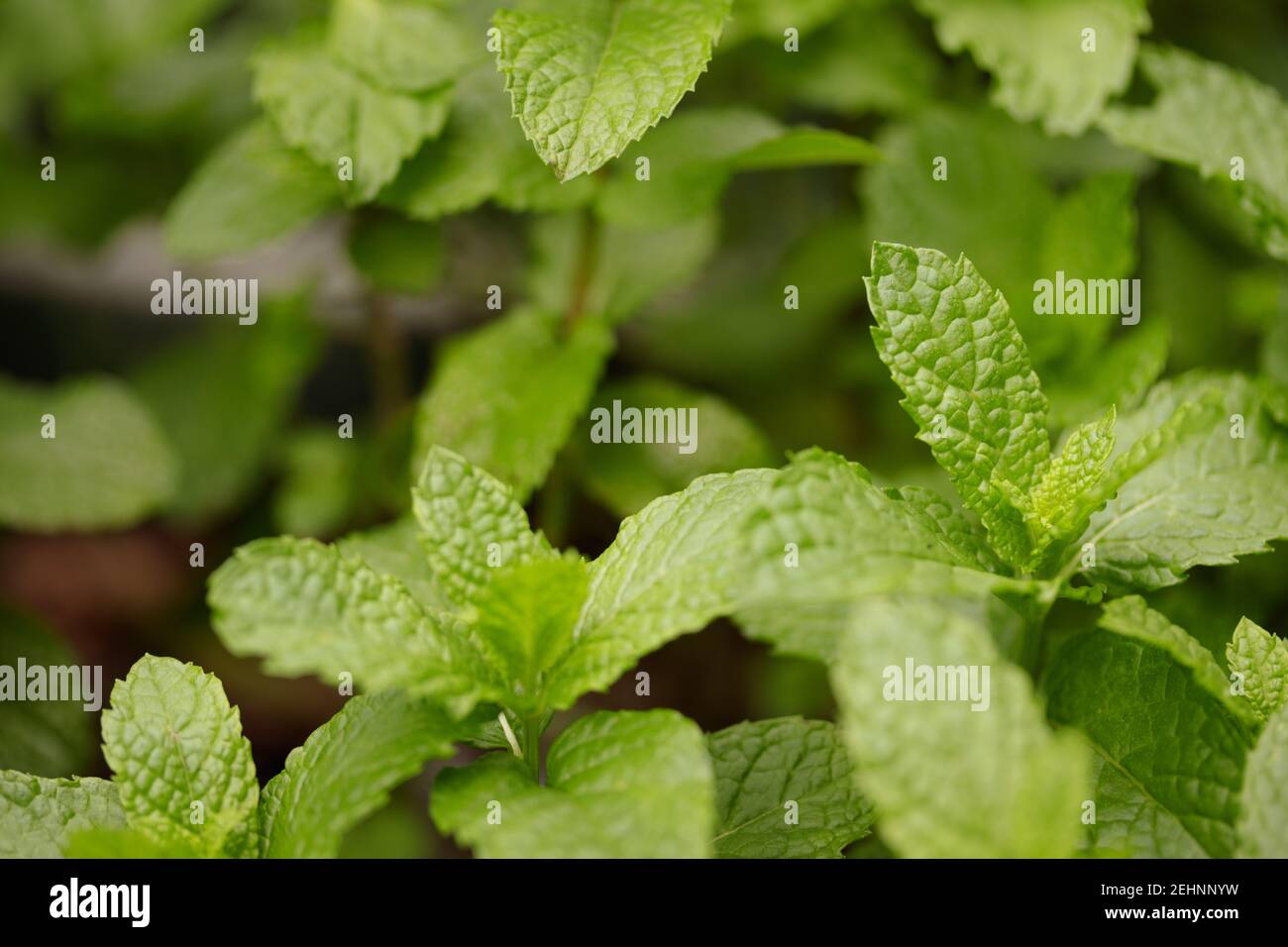 Extreme macro close up peppermint hi-res stock photography and images ...