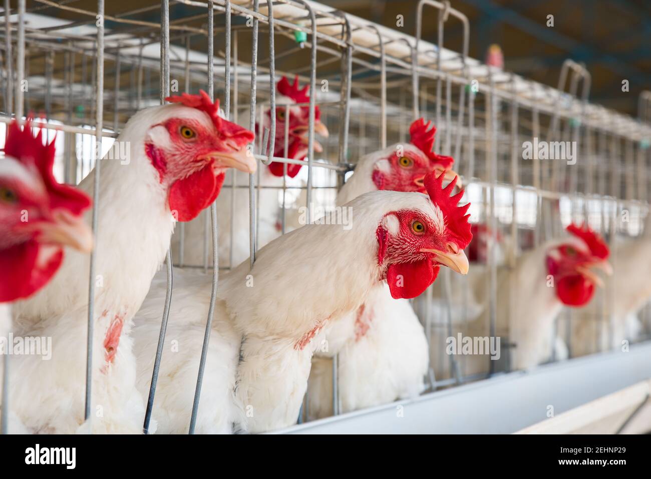 Chicken in a cage hi-res stock photography and images - Alamy