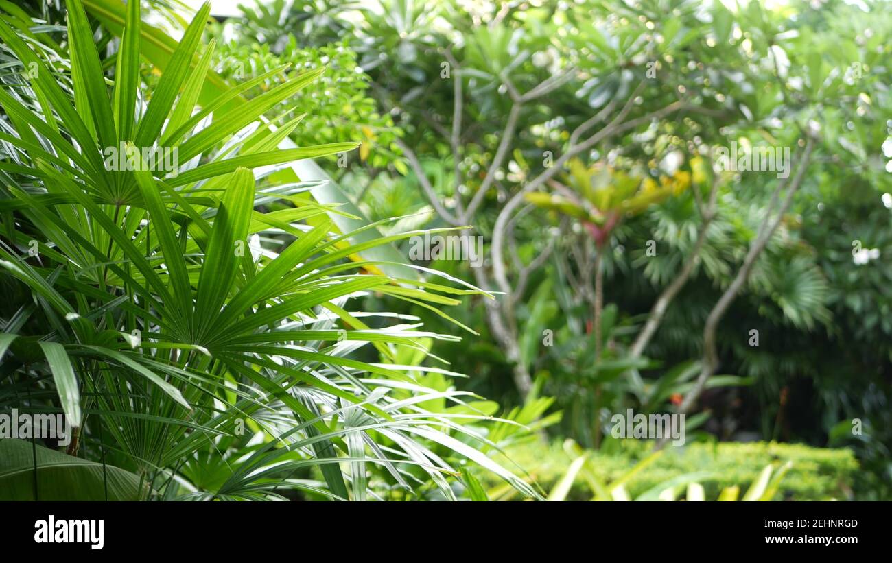 Beautiful landscape of exotic tropical garden. Dense impassable ...