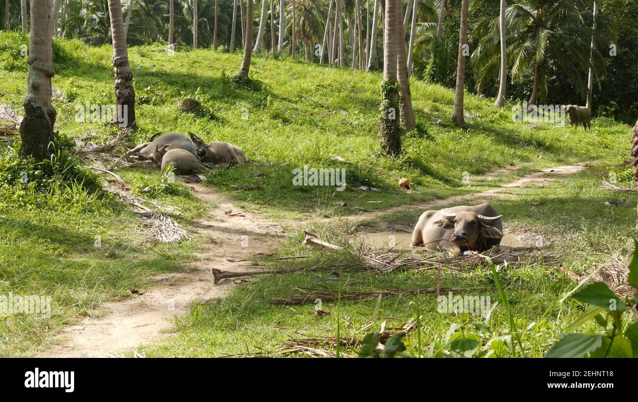 Dying buffalo bull hi-res stock photography and images - Alamy