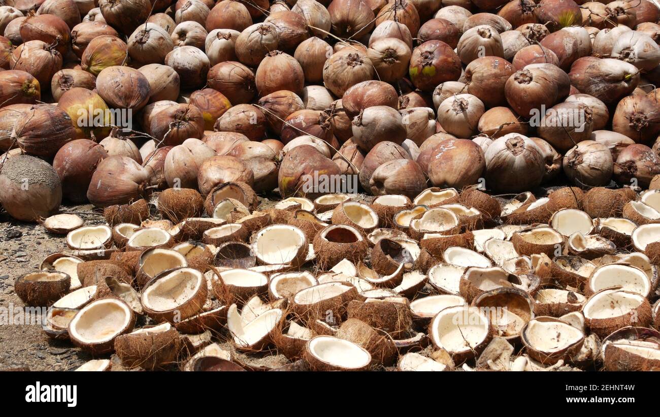 Coconut farm with big coconut ready for production. Large piles of ripe ...