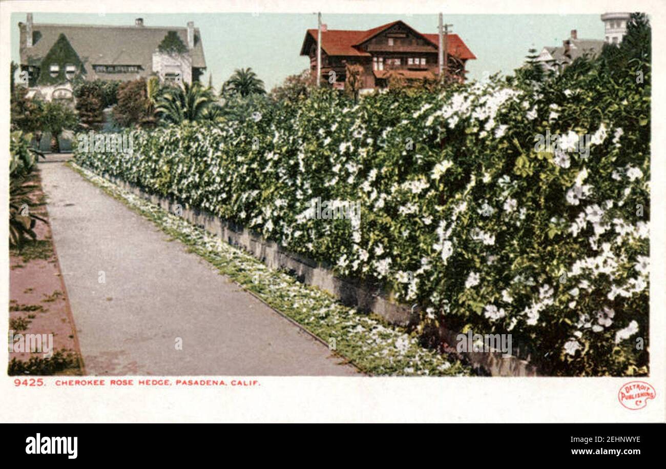 Cherokee rose hi-res stock photography and images - Alamy