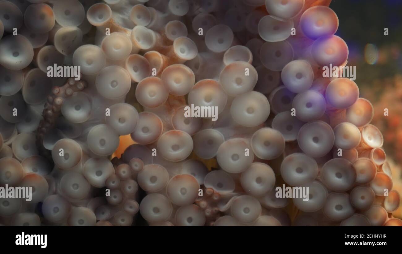 Colossal squid hi-res stock photography and images - Alamy