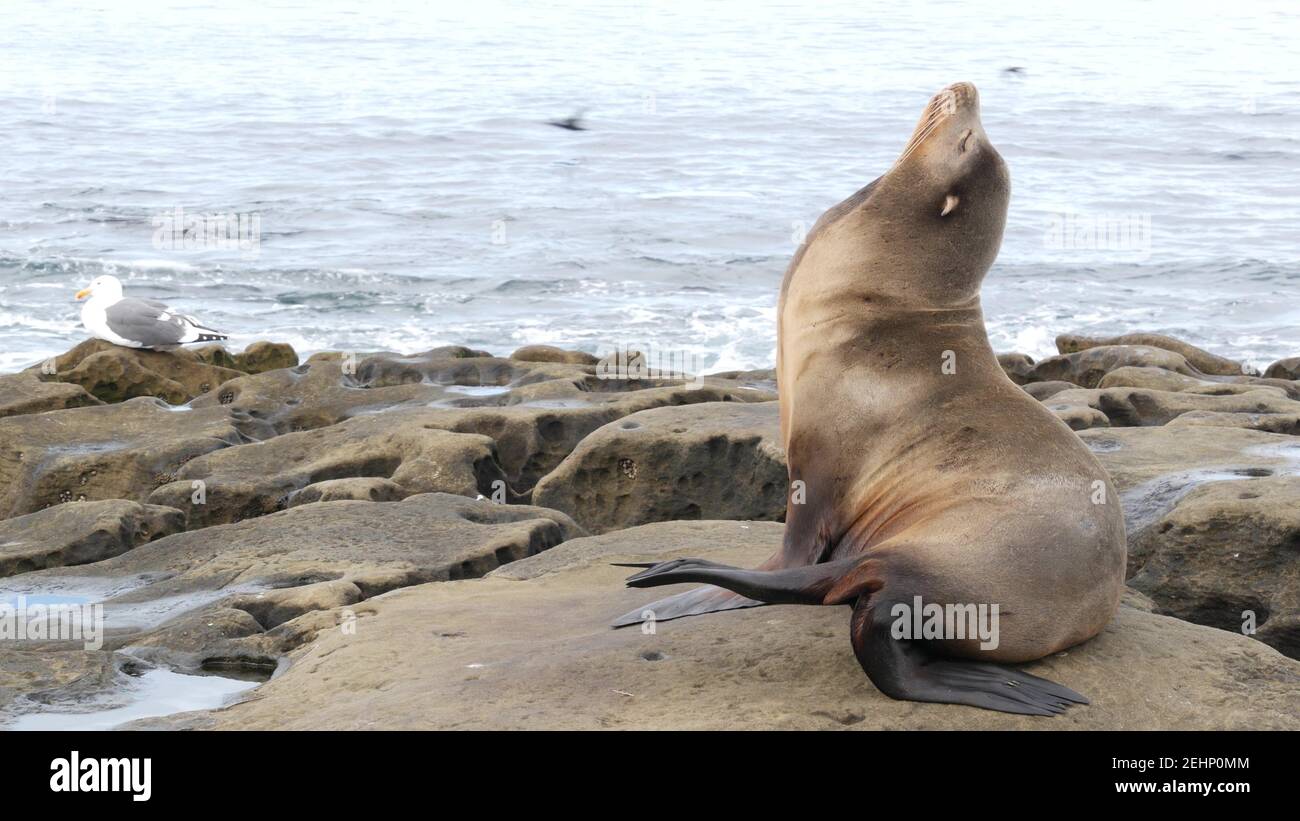 Marine mam hi-res stock photography and images - Alamy