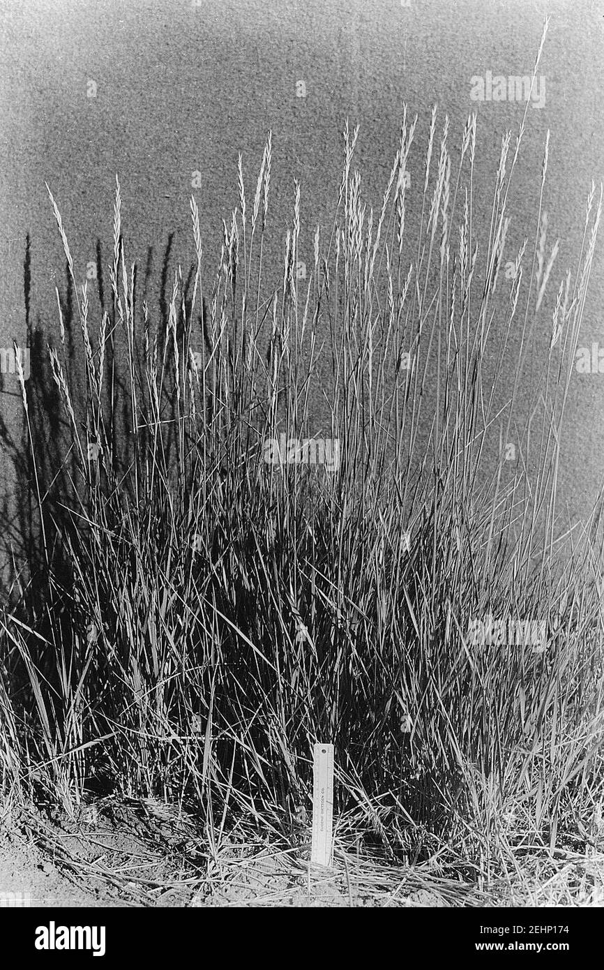 Smithii Black and White Stock Photos & Images - Alamy