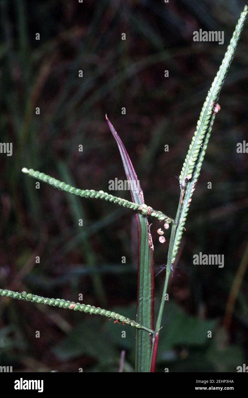 Paspalum laeve hi-res stock photography and images - Alamy