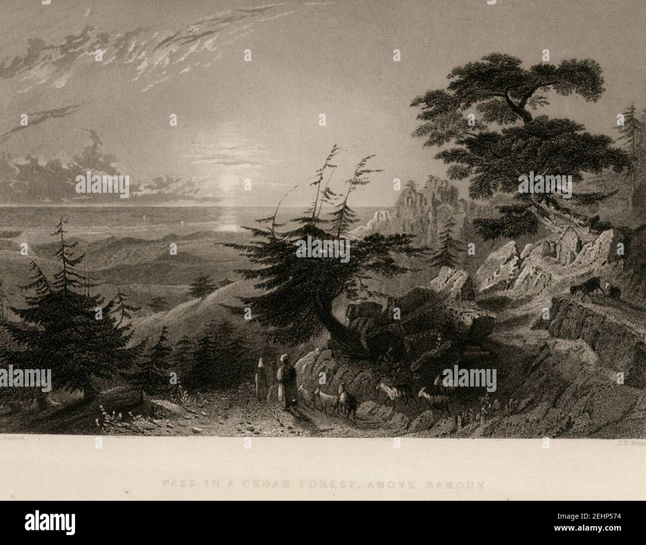 Barouk forest hi-res stock photography and images - Alamy