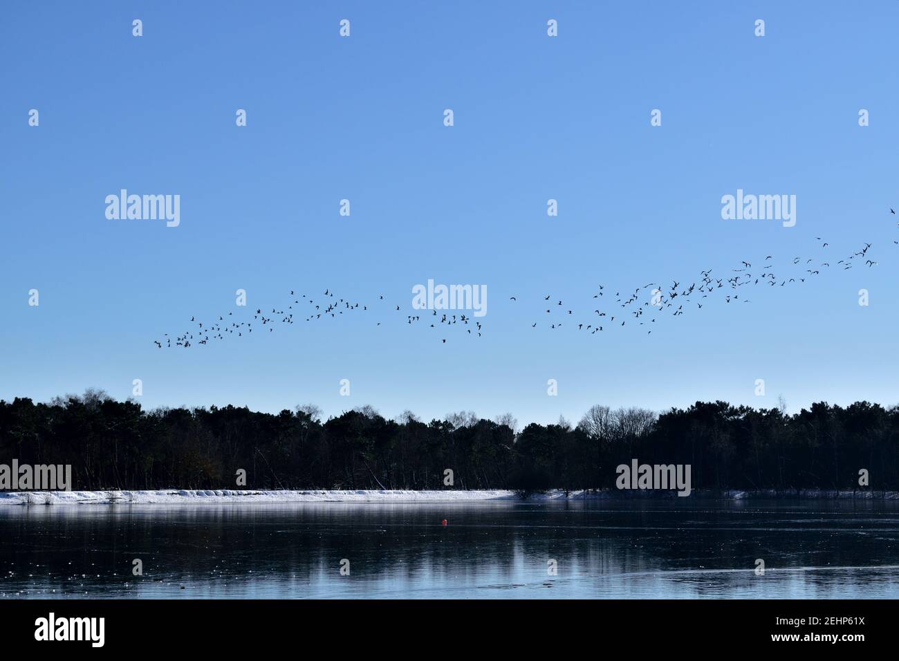 Beautiful birds in flight hi-res stock photography and images - Alamy