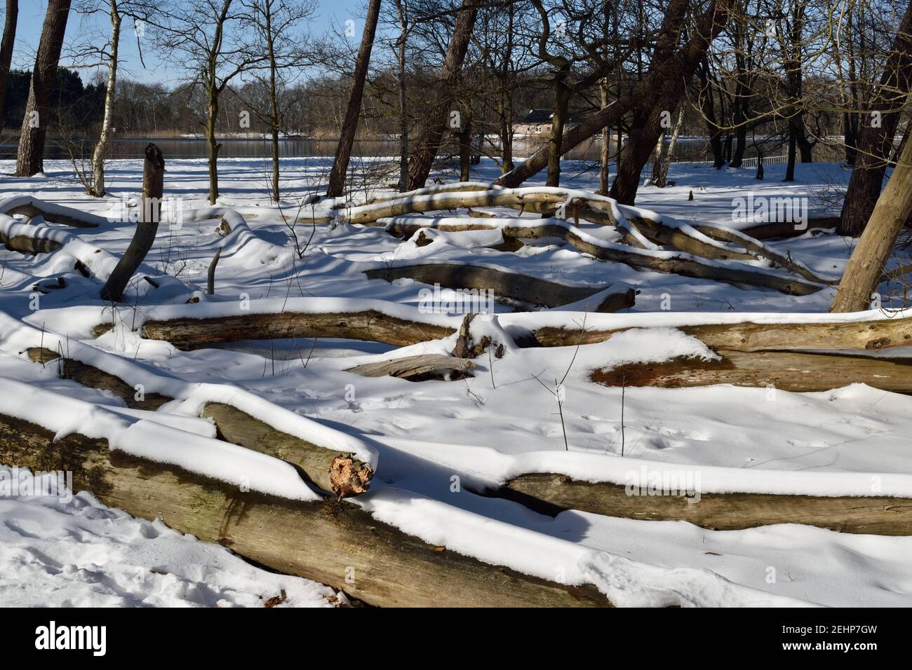 Fallen forest trees under a covering of snow beside a lake in the ...