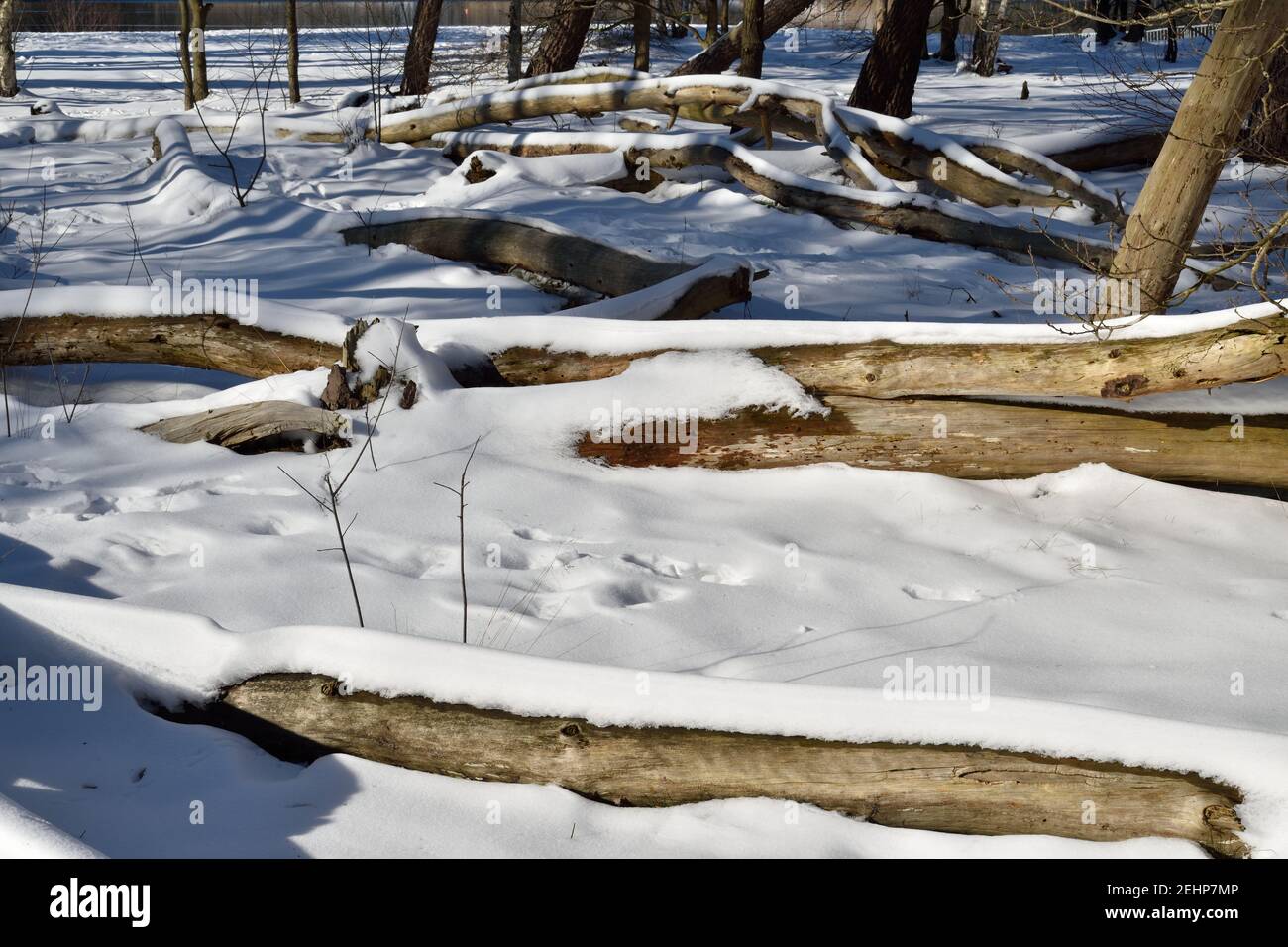 Tree stump covered with snow hi-res stock photography and images - Alamy
