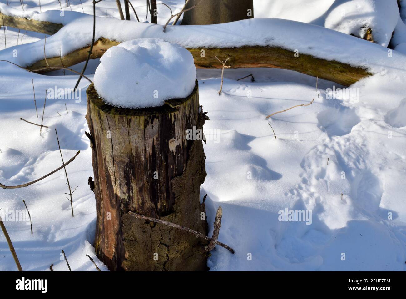 Tree stump covered with snow hi-res stock photography and images - Alamy