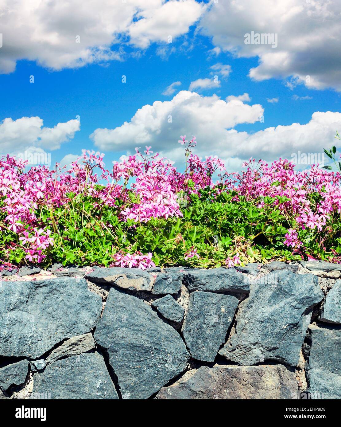 Formal garden with flowers in a fund Stock Photo - Alamy