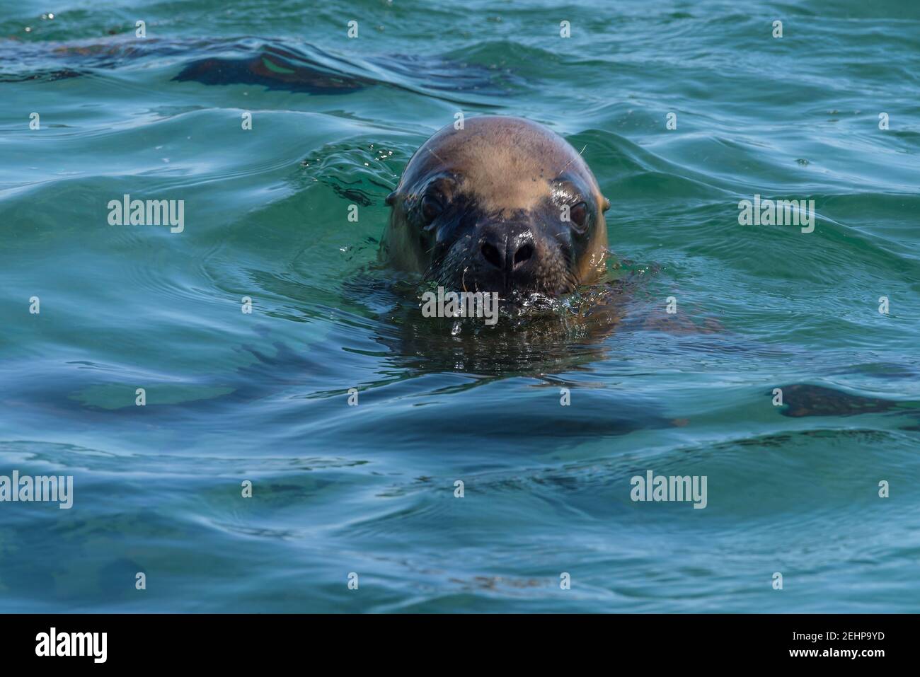 sea lion head in patagonia austral marine reserve, argentina Stock ...