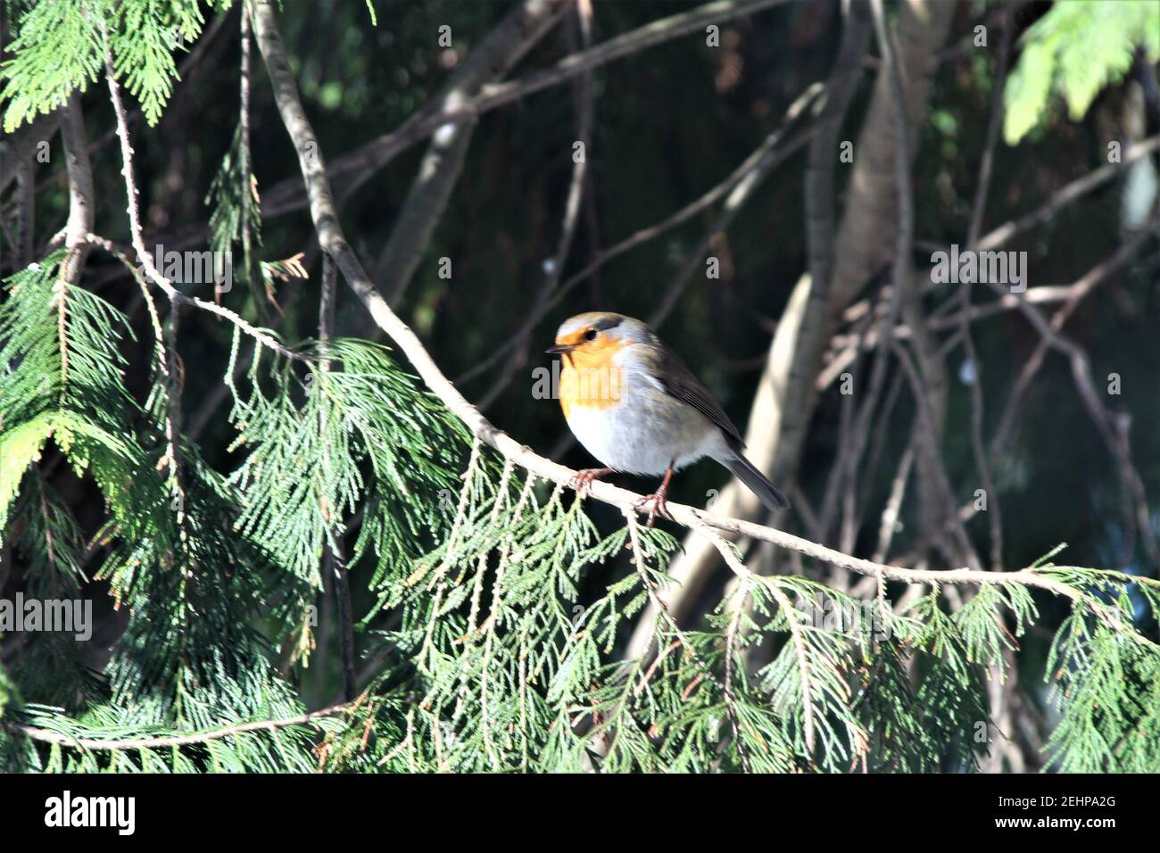 Robin brown hi-res stock photography and images - Alamy