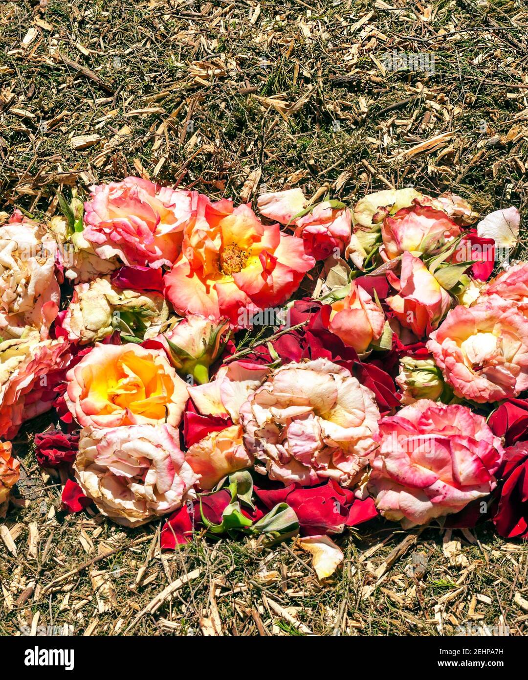 Formal garden with flowers in a fund Stock Photo - Alamy