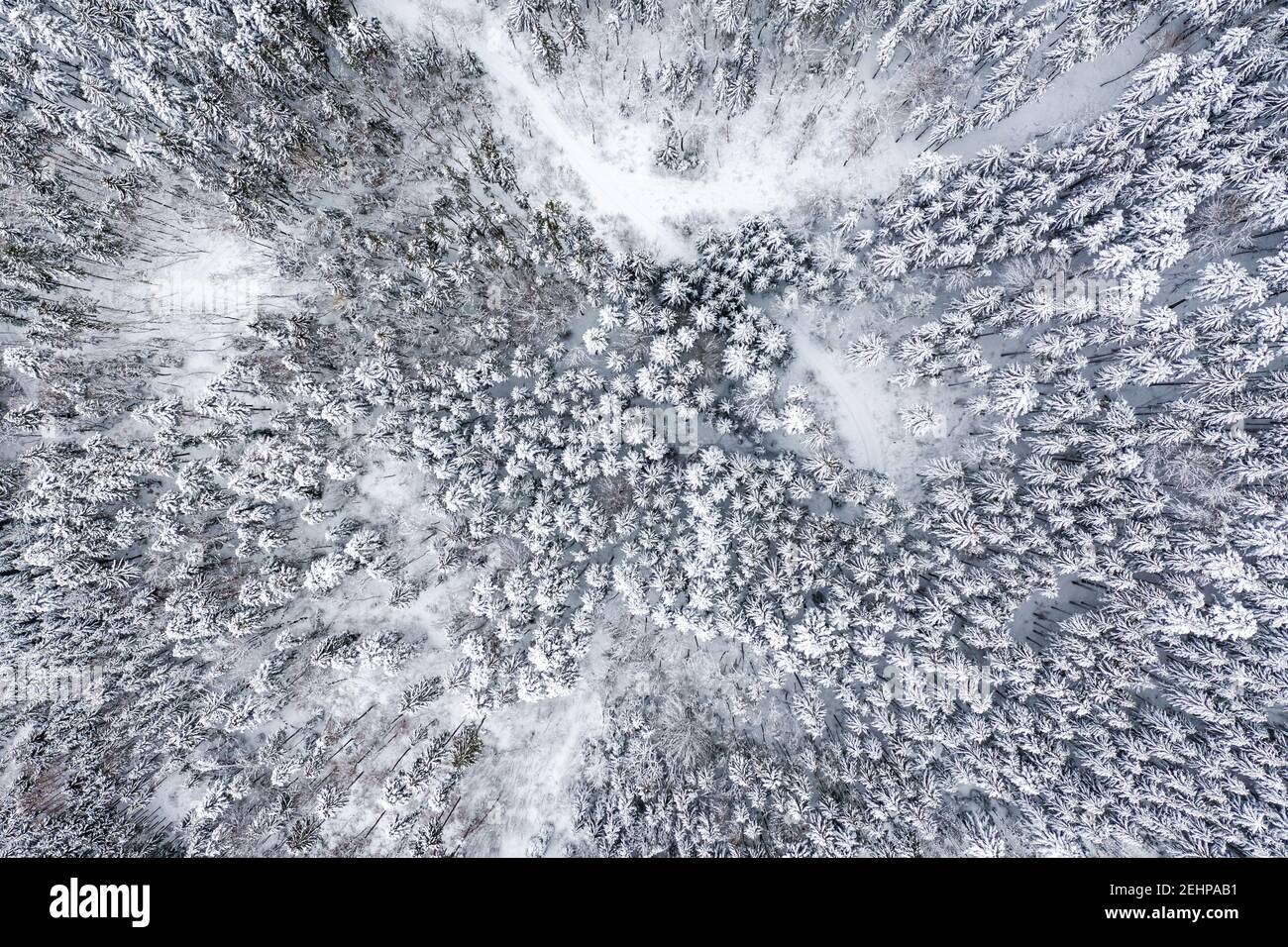 Trees tree forest woods in winter snow cold season aerial photo view ...