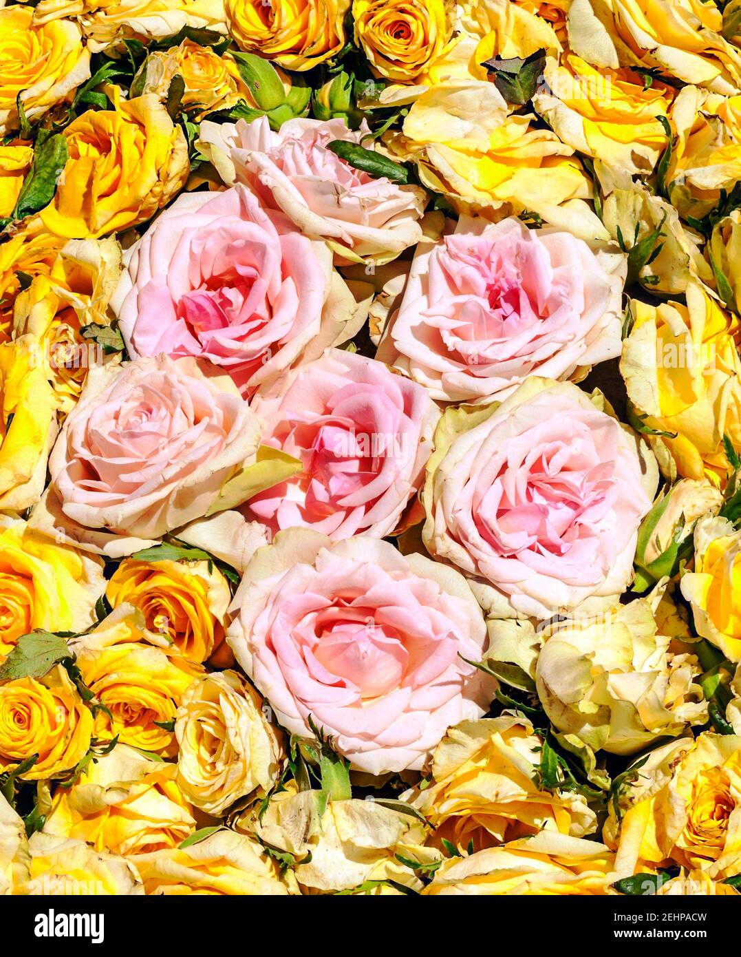 Formal garden with flowers in a fund Stock Photo - Alamy