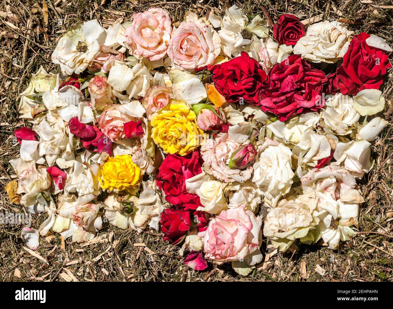 Formal garden with flowers in a fund Stock Photo - Alamy