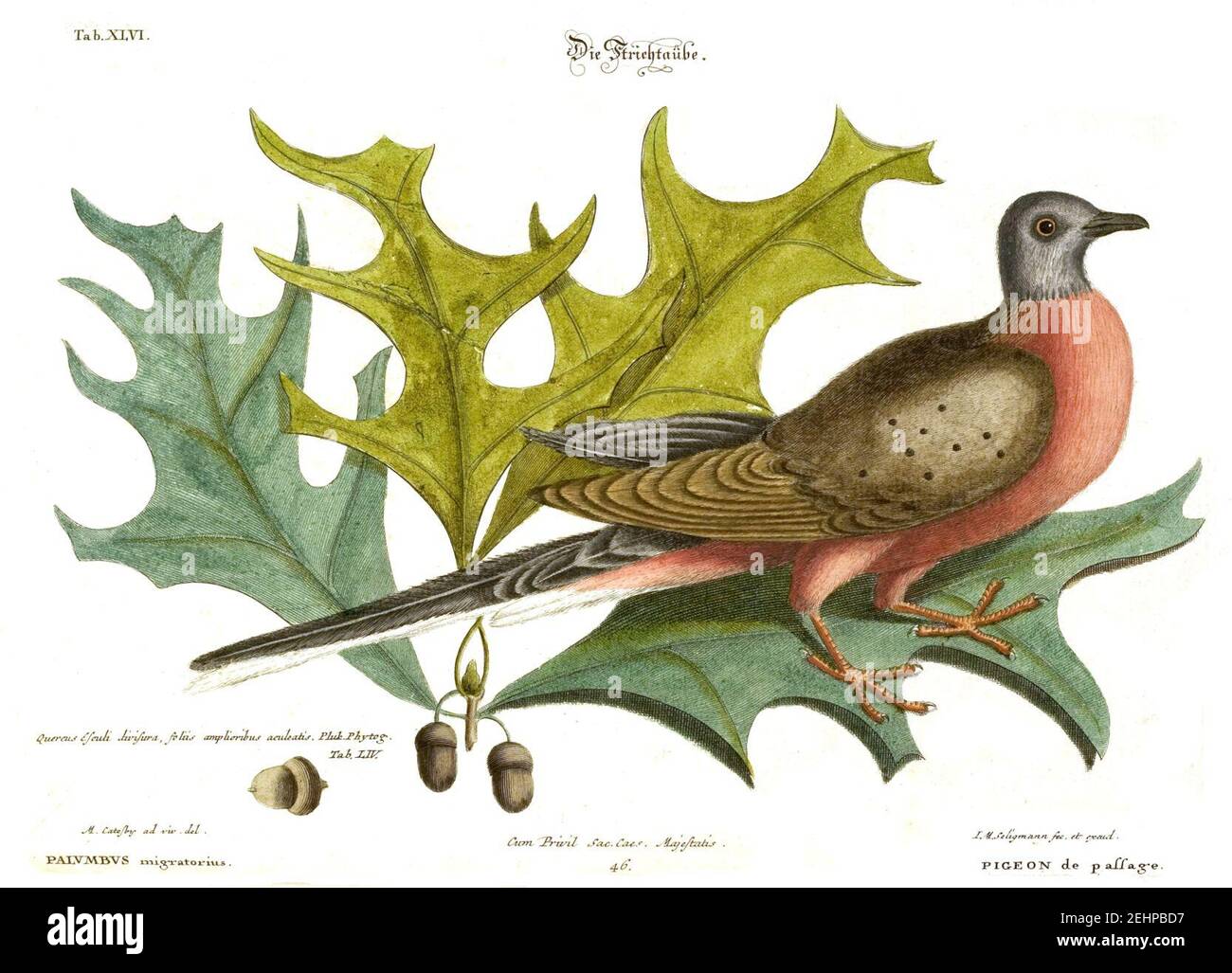 Seligmann hi-res stock photography and images - Alamy