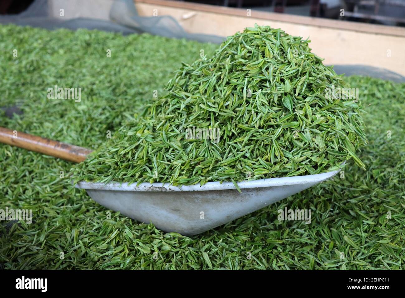 YICHANG, CHINA - FEBRUARY 19, 2021 - Spring tea is picked at the early ...