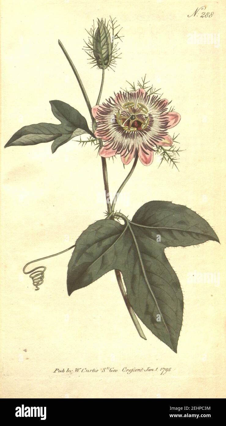 Passiflora ciliata hi-res stock photography and images - Alamy