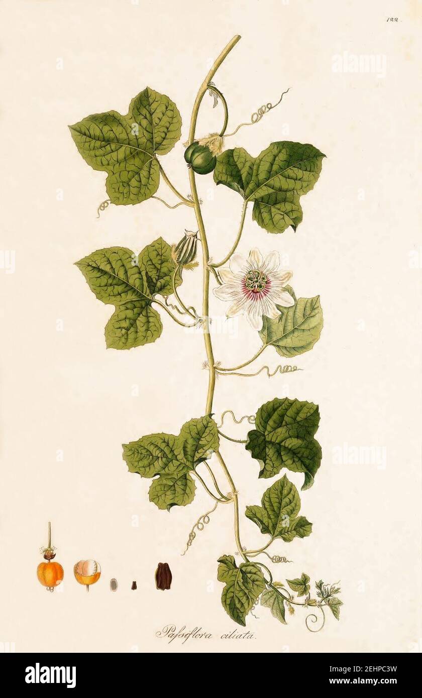 Passiflora ciliata 1844 Joseph Franz Jacquin Stock Photo - Alamy