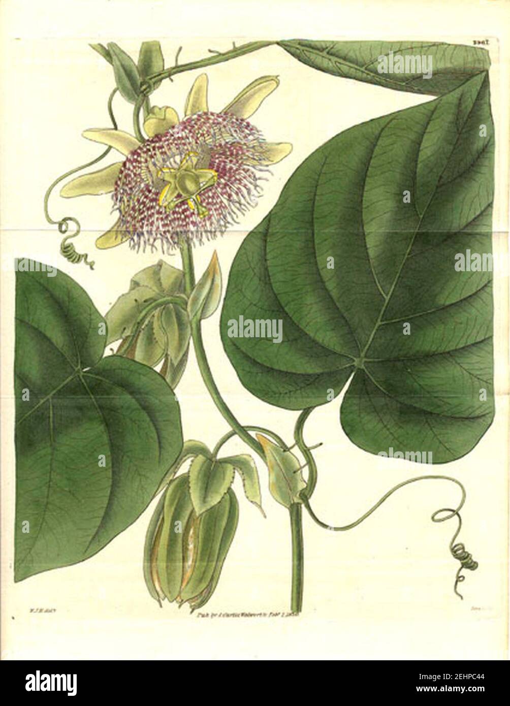 Ligularis hi-res stock photography and images - Alamy