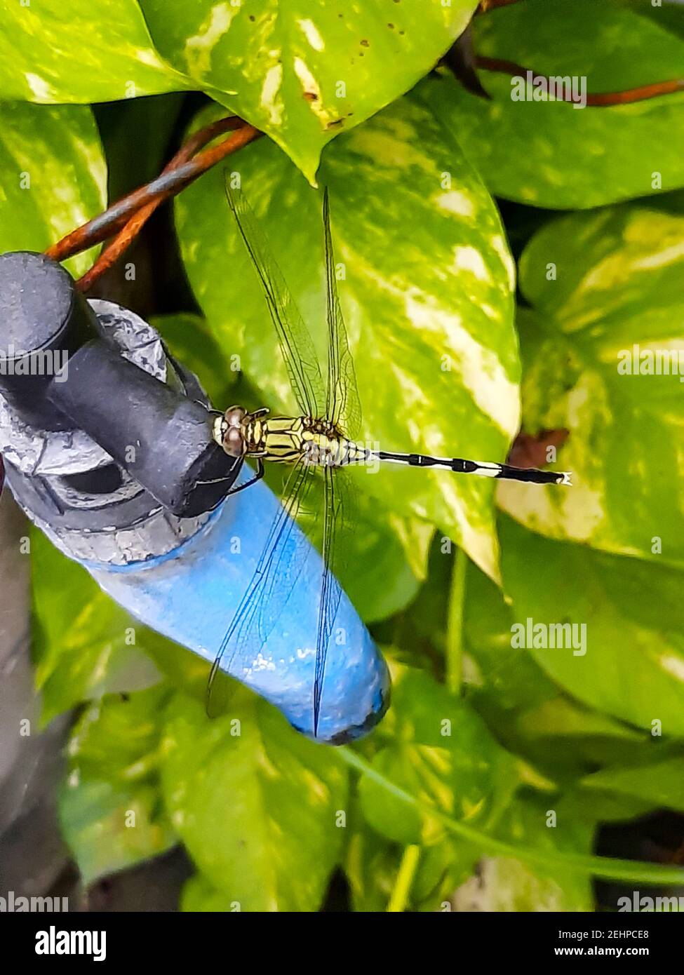 Money plants hi-res stock photography and images - Alamy