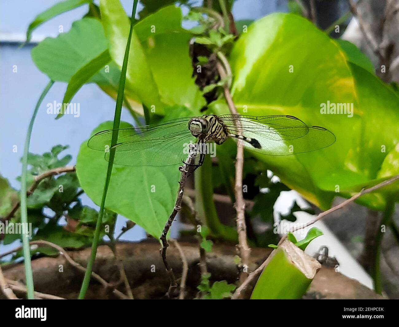 Money plants hi-res stock photography and images - Alamy