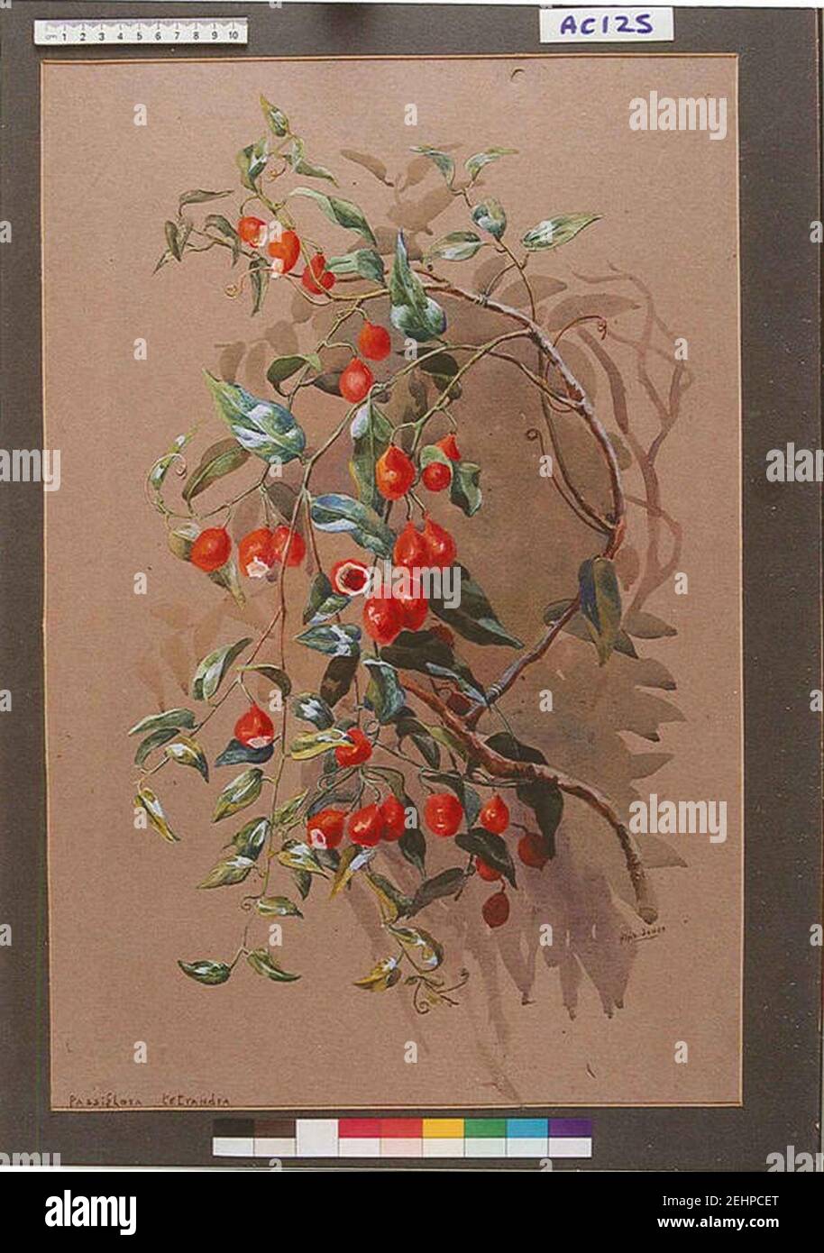 Passiflora tetrandra by Nina Jones ac125 Stock Photo - Alamy