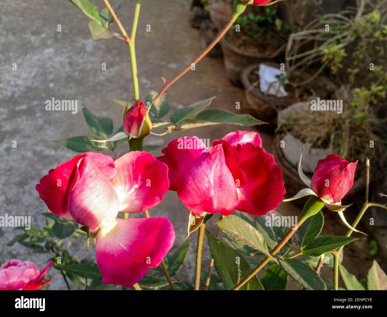 Bouquet of roses on the terrace hi-res stock photography and images - Alamy