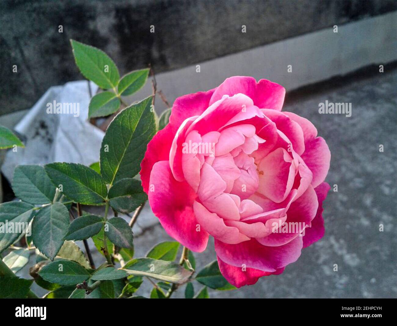 Bouquet of roses on the terrace hi-res stock photography and images - Alamy
