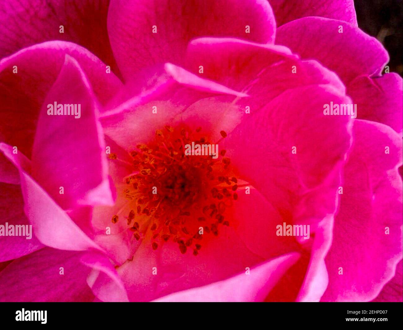 Bouquet of roses on the terrace hi-res stock photography and images - Alamy