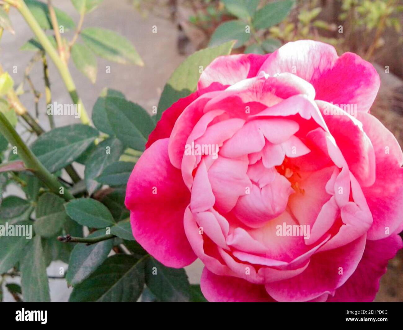 Bouquet of roses on the terrace hi-res stock photography and images - Alamy