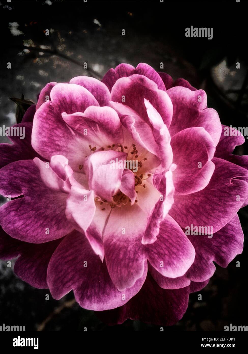 Bouquet of roses on the terrace hi-res stock photography and images - Alamy