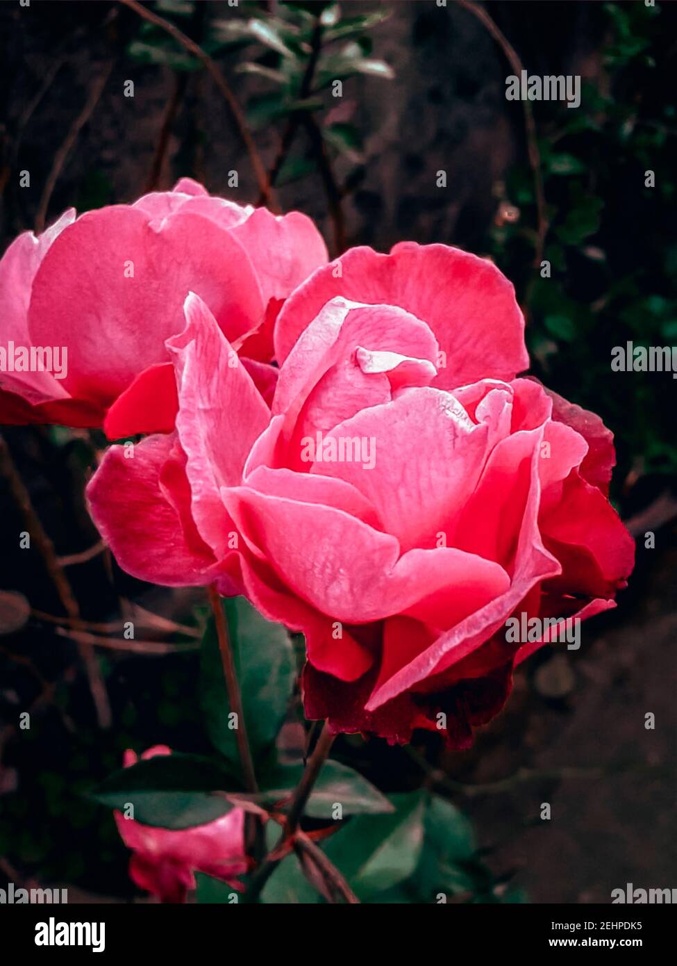 Bouquet of roses on the terrace hi-res stock photography and images - Alamy