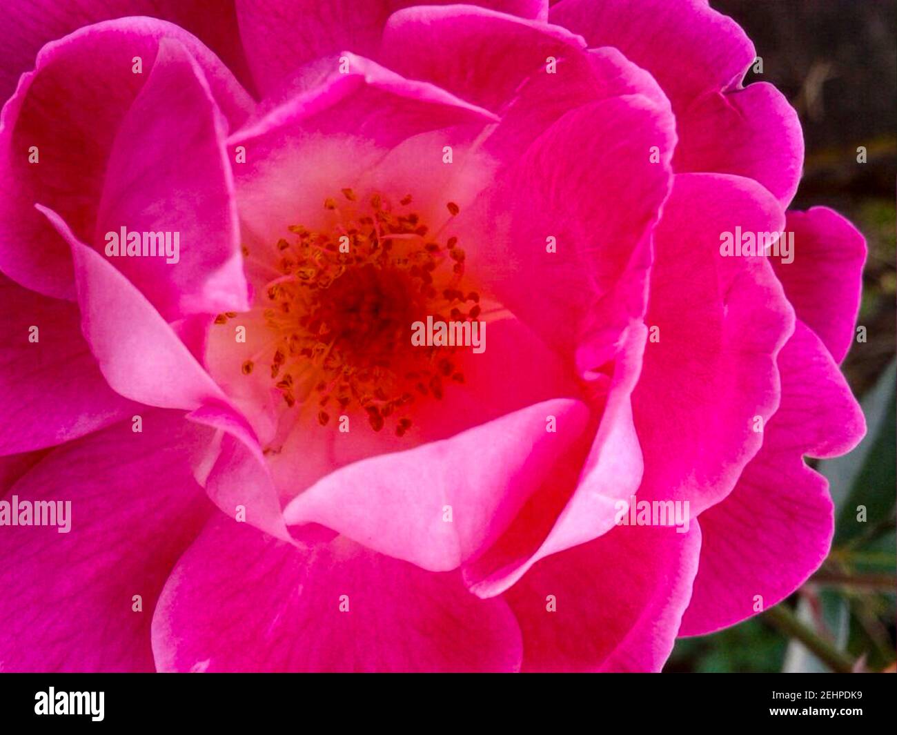 Bouquet of roses on the terrace hi-res stock photography and images - Alamy