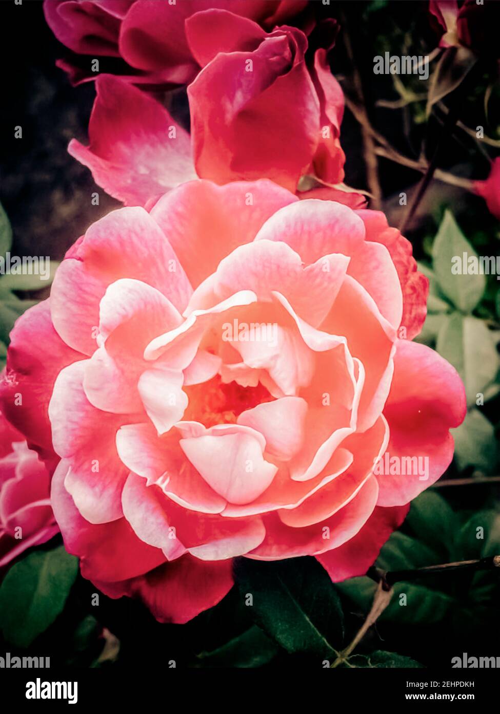 Bouquet of roses on the terrace hi-res stock photography and images - Alamy